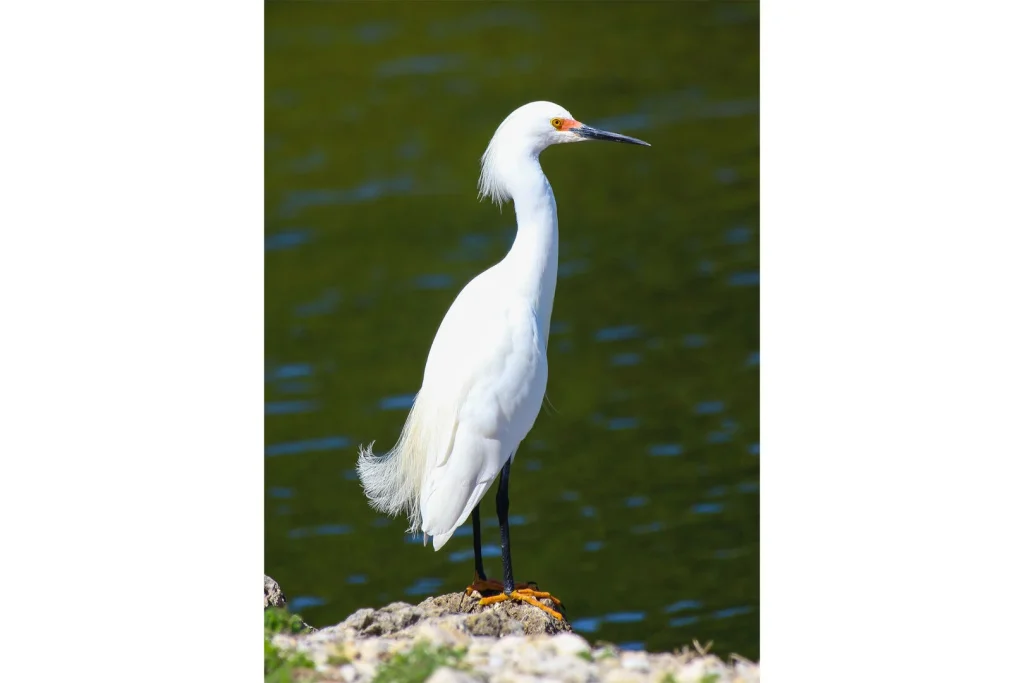 Loggerhead Cay #314 - Beach Vacation Rental
