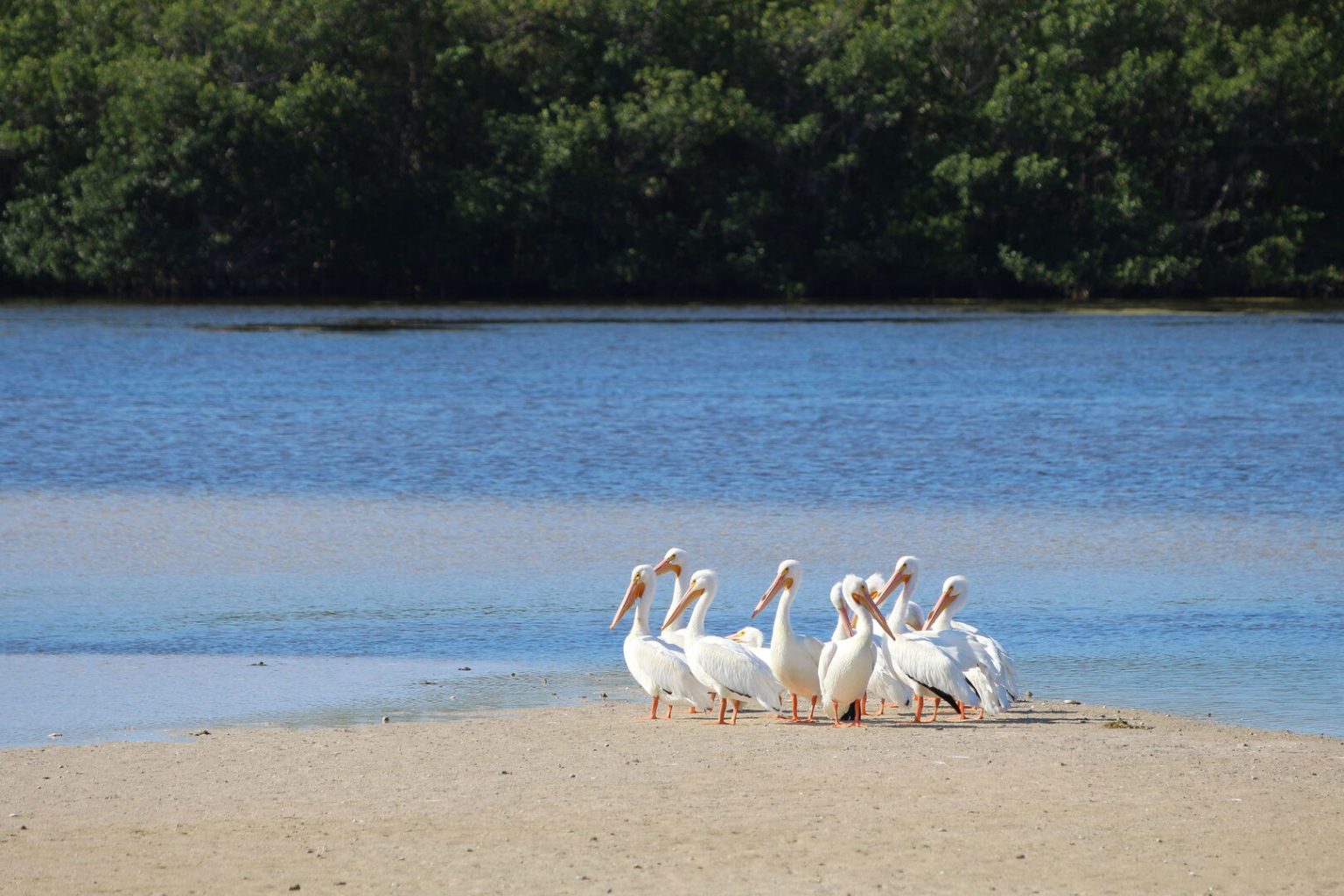 Loggerhead Cay #314 - Beach Vacation Rental