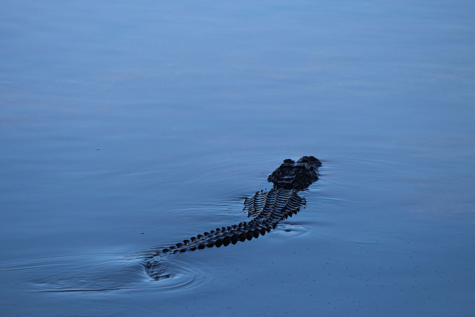 Loggerhead Cay #314 - Beach Vacation Rental